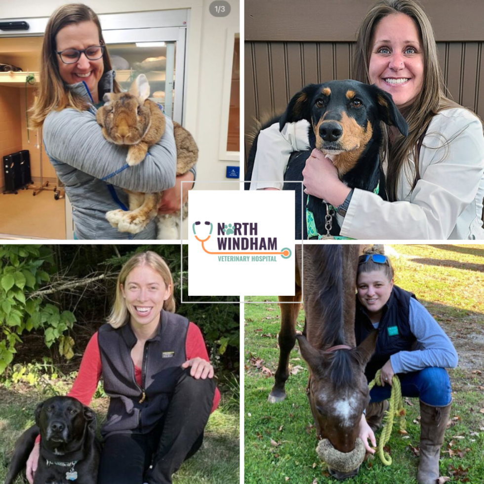 Best Veterinary Hospital In Windham, ME | North Windham