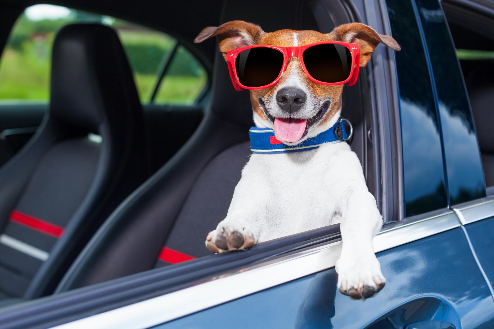 How To Keep Your Pets Safe While Driving | North Windham Veterinary ...